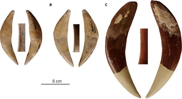 2 yeni kılıç dişli kedi türü ortaya çıkarıldı; yeni bir kedi soy ağacı ...