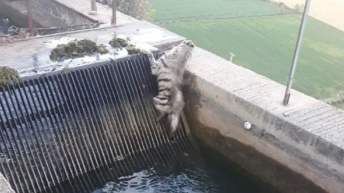 Endangered ‘striped hyena’ spotted in Turkey 43 years later – Kent Ekranı